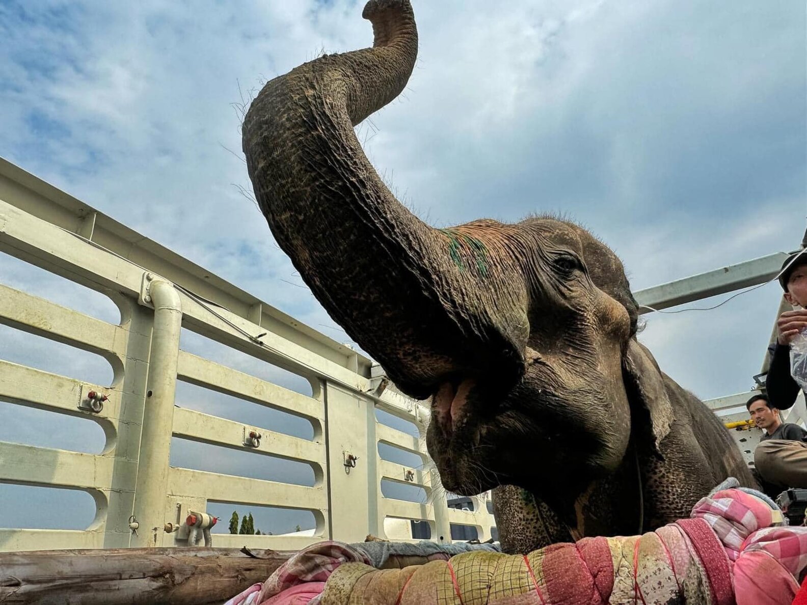 Rescued Elephant Finally Lays Down For The First Time In 80 Years - The ...