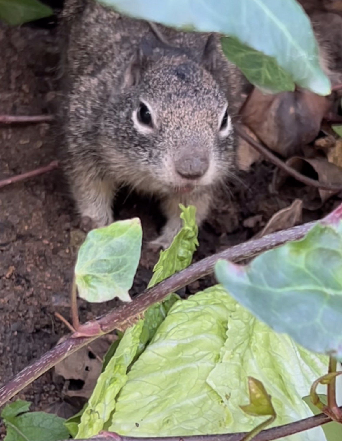 Outdoor Camera Catches Squirrel's Adorable First Stretches After ...