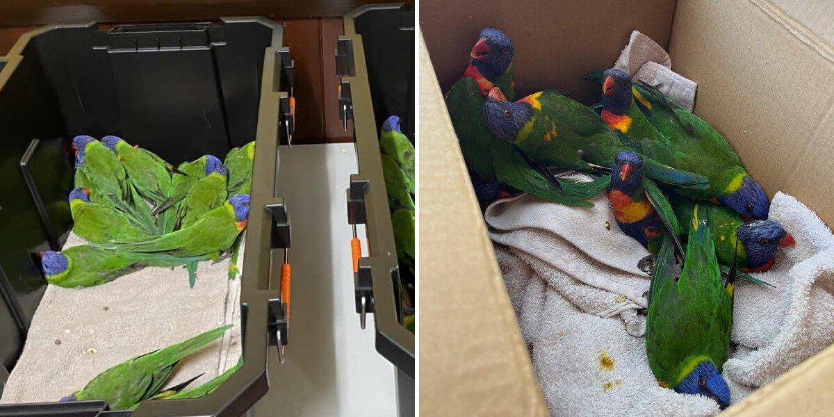 Hundreds Of Rainbow Birds Fell 'Paralyzed' — Then Rescuers Brought Them ...
