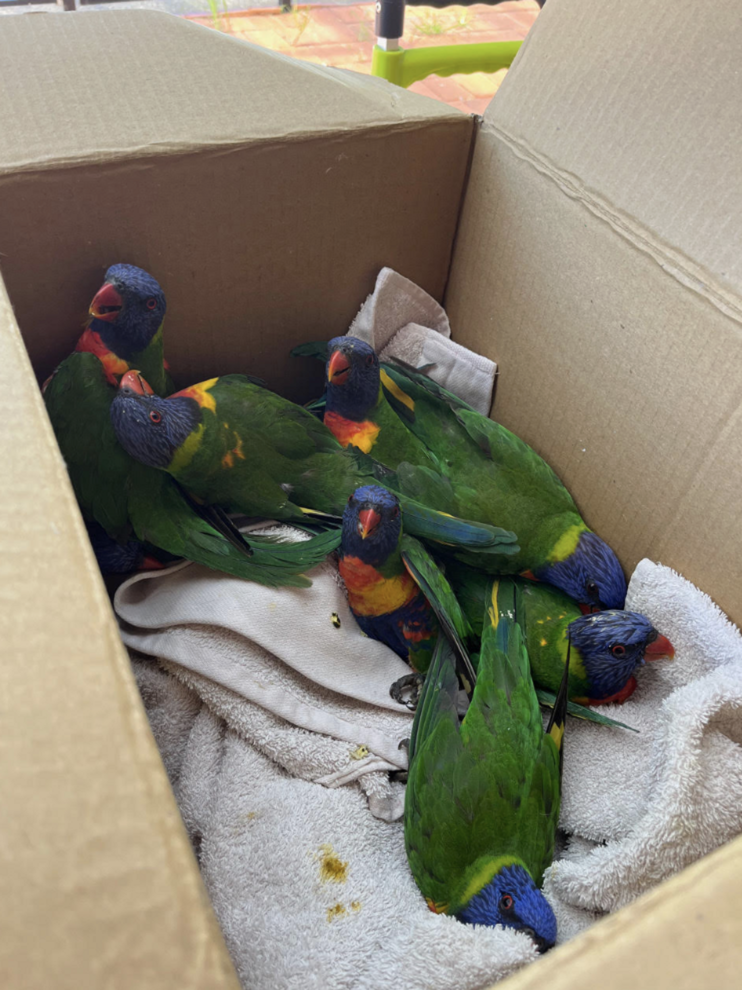 Hundreds Of Rainbow Birds Fell 'Paralyzed' — Then Rescuers Brought Them ...