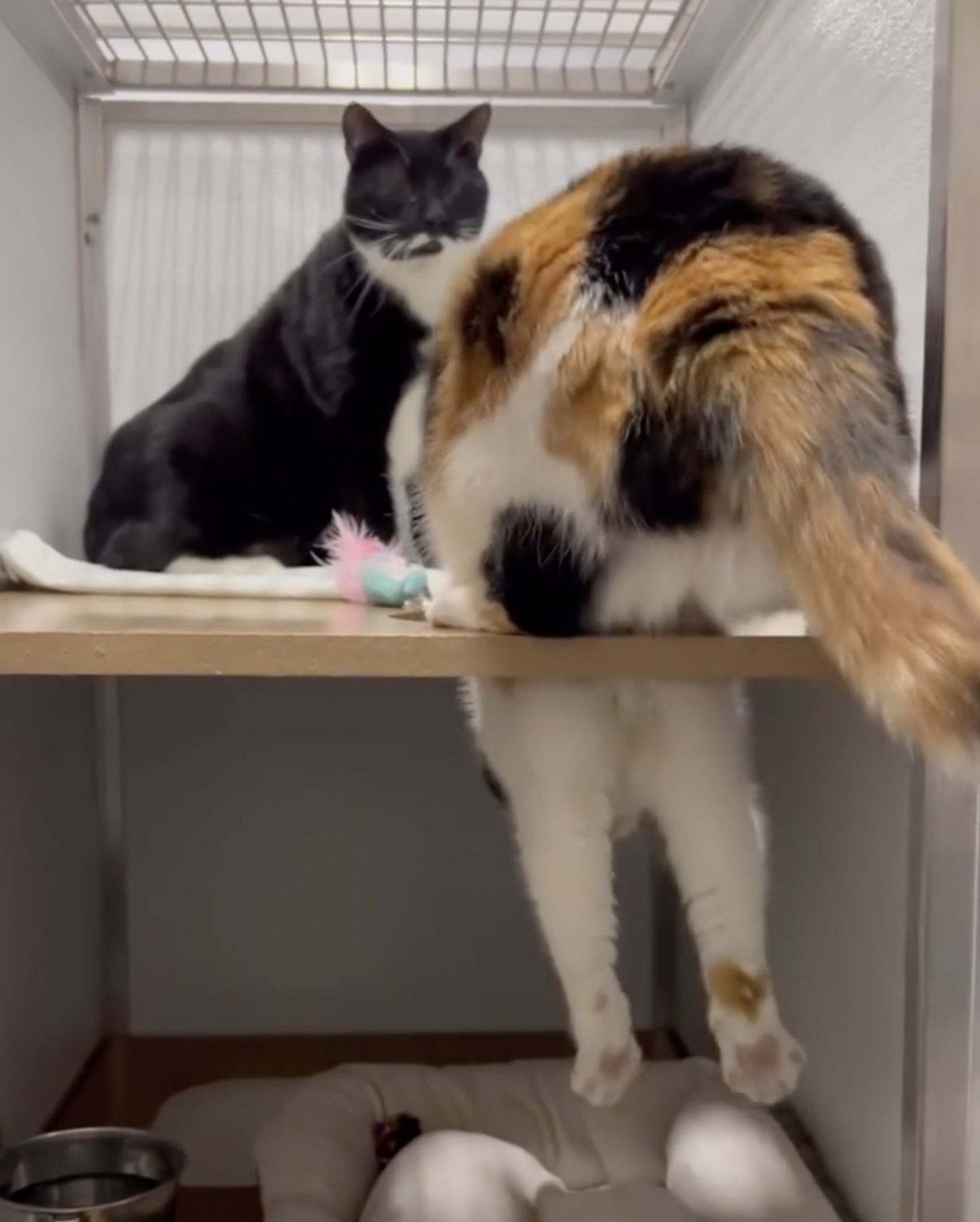 Shelter Workers Jump When A Cardboard Box Is Thrown Across The Lobby ...