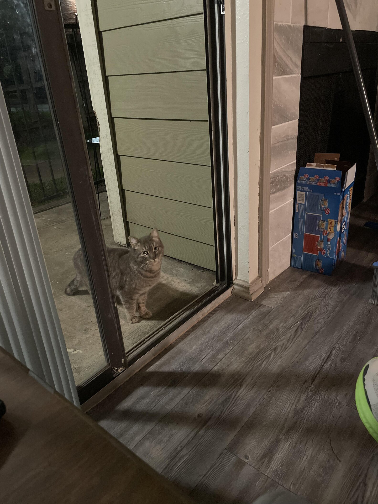 Stray Cat Shows Up On Guy's Porch And Refuses To Leave Until She's ...