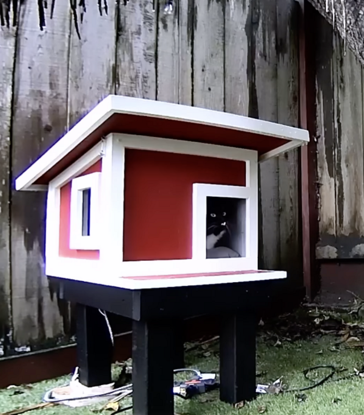 Guy Builds Feral Cat A House With Hidden Camera To Watch Him Finally ...