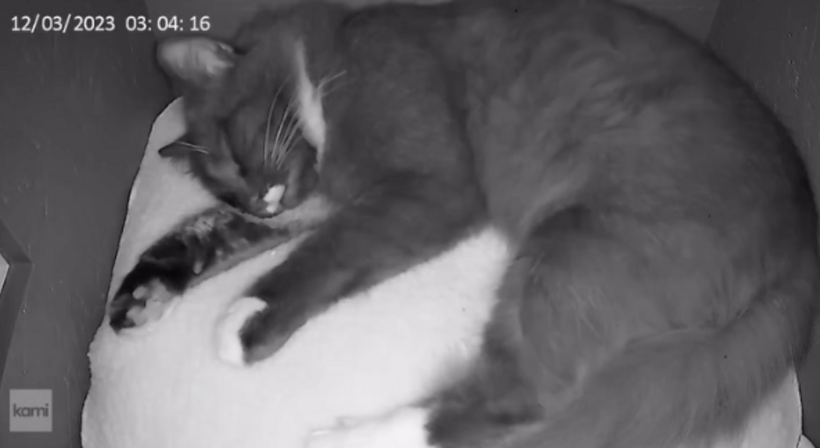 Guy Builds Feral Cat A House With Hidden Camera To Watch Him Finally ...