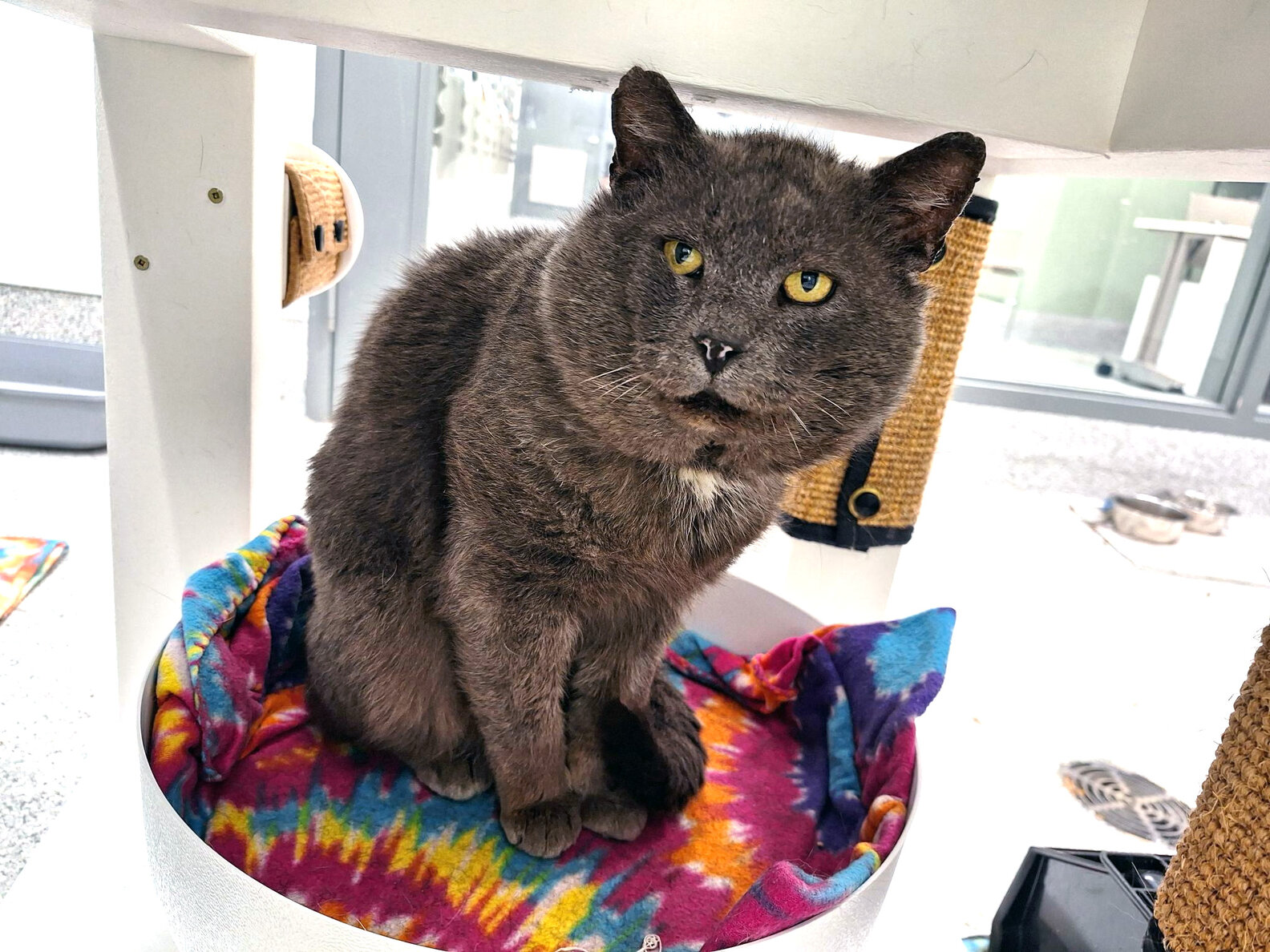 Sweet Shelter Cat Seeks A New Home For Him And His Giant Cheeks - The Dodo