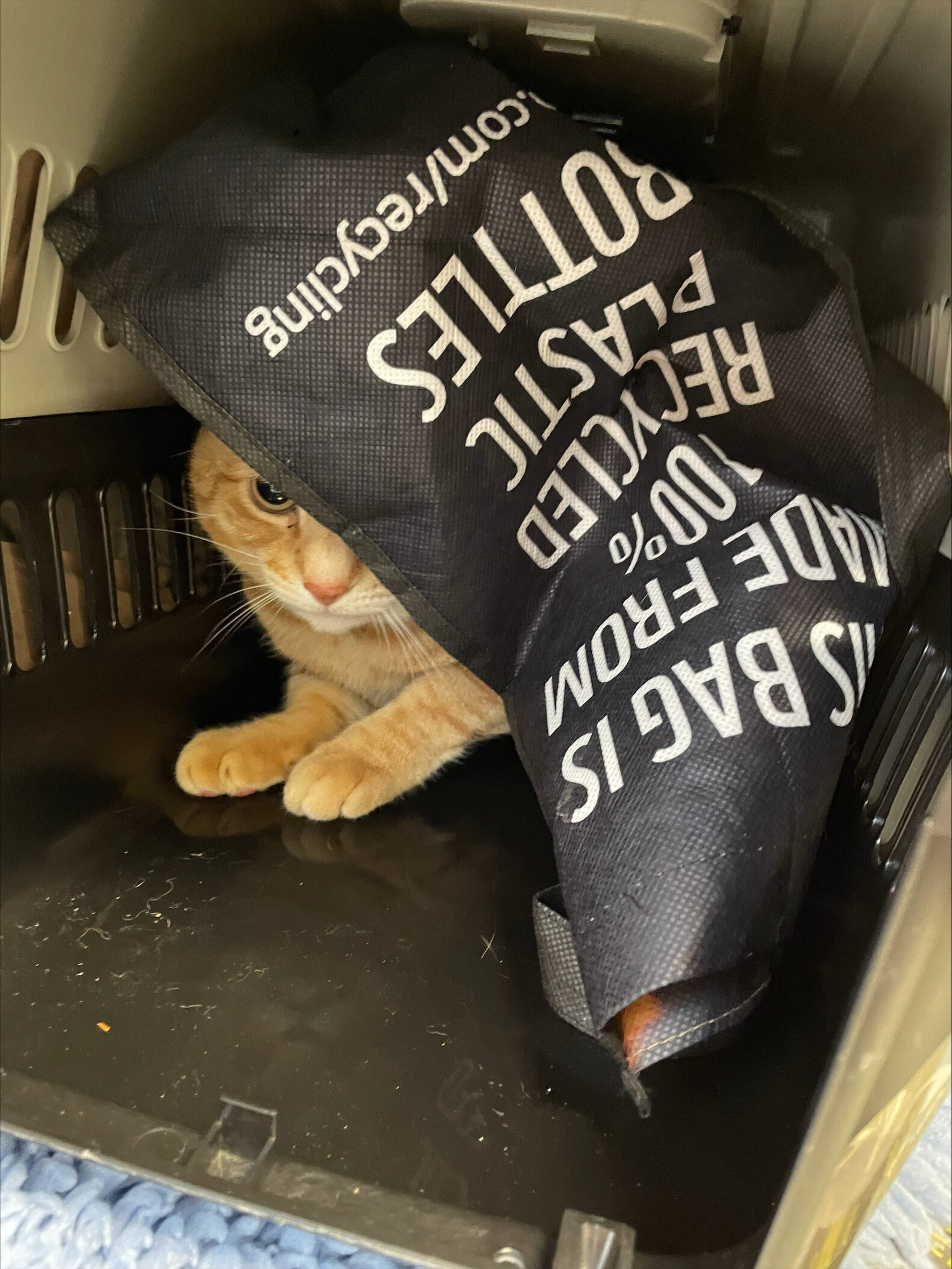 Homeowner Sees Carrier Thrown Over Fence And Can't Believe Who's Inside ...