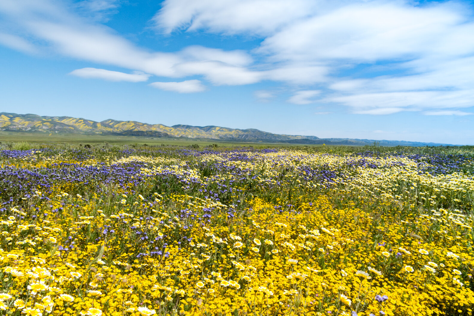 Superbloom California 2024: Where to See Wildflowers in California & LA ...
