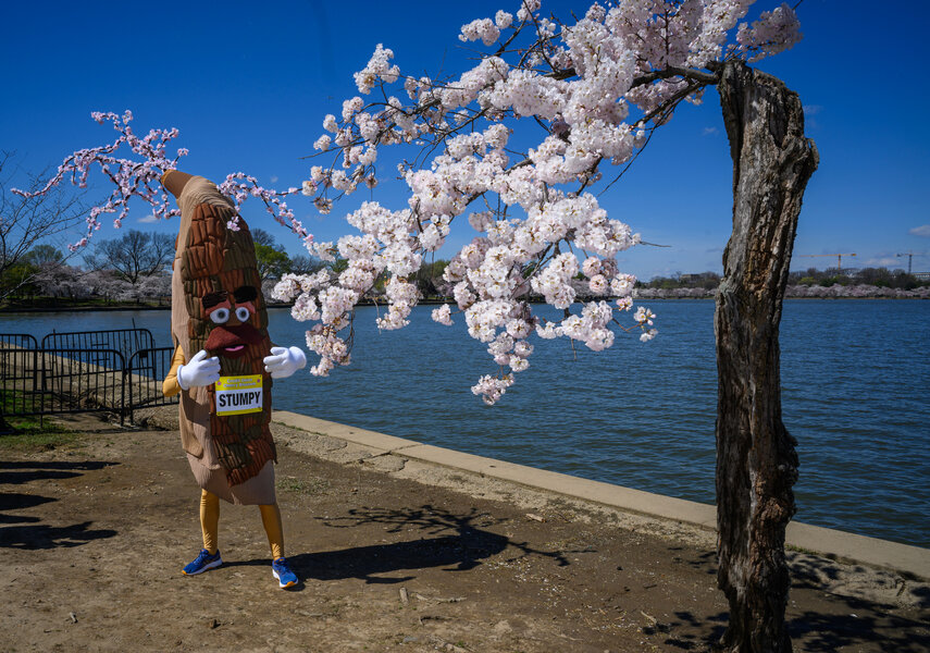 Washington DC Cherry Blossom Tree 'Stumpy' Will Soon Be Chopped Down ...