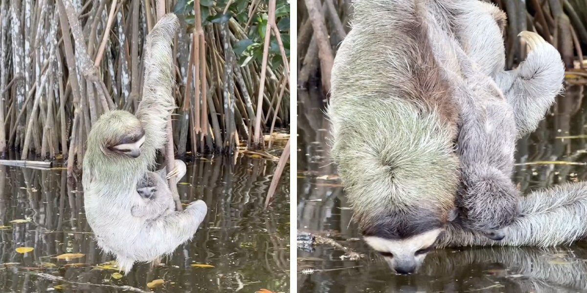 Wild Mother Sloth Teaches Her Baby What To Do When He Gets Thirsty ...