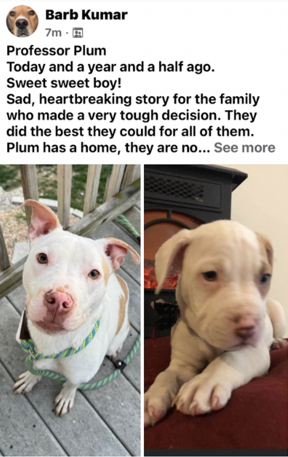 Dog Left Tied To Tree Can't Stop Wagging His Tail When Rescuers Arrive ...