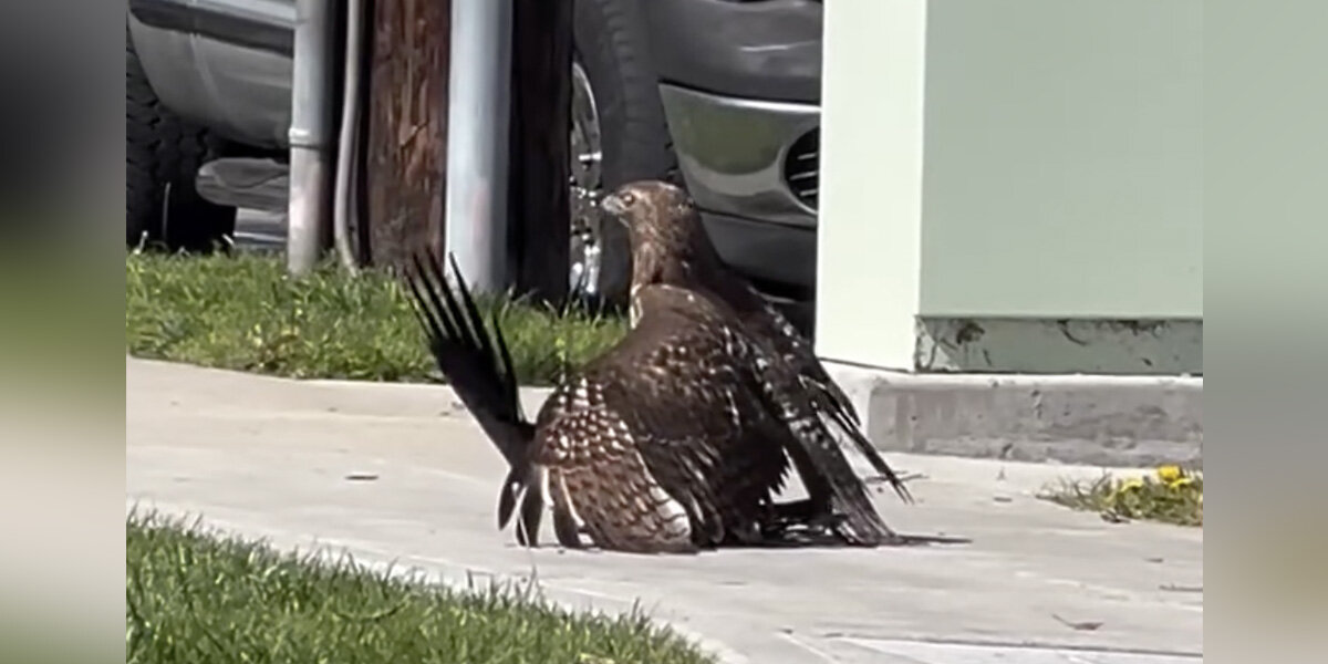 Hawk Looks Up To The Sky And Realizes That He's Not Going To Win This ...
