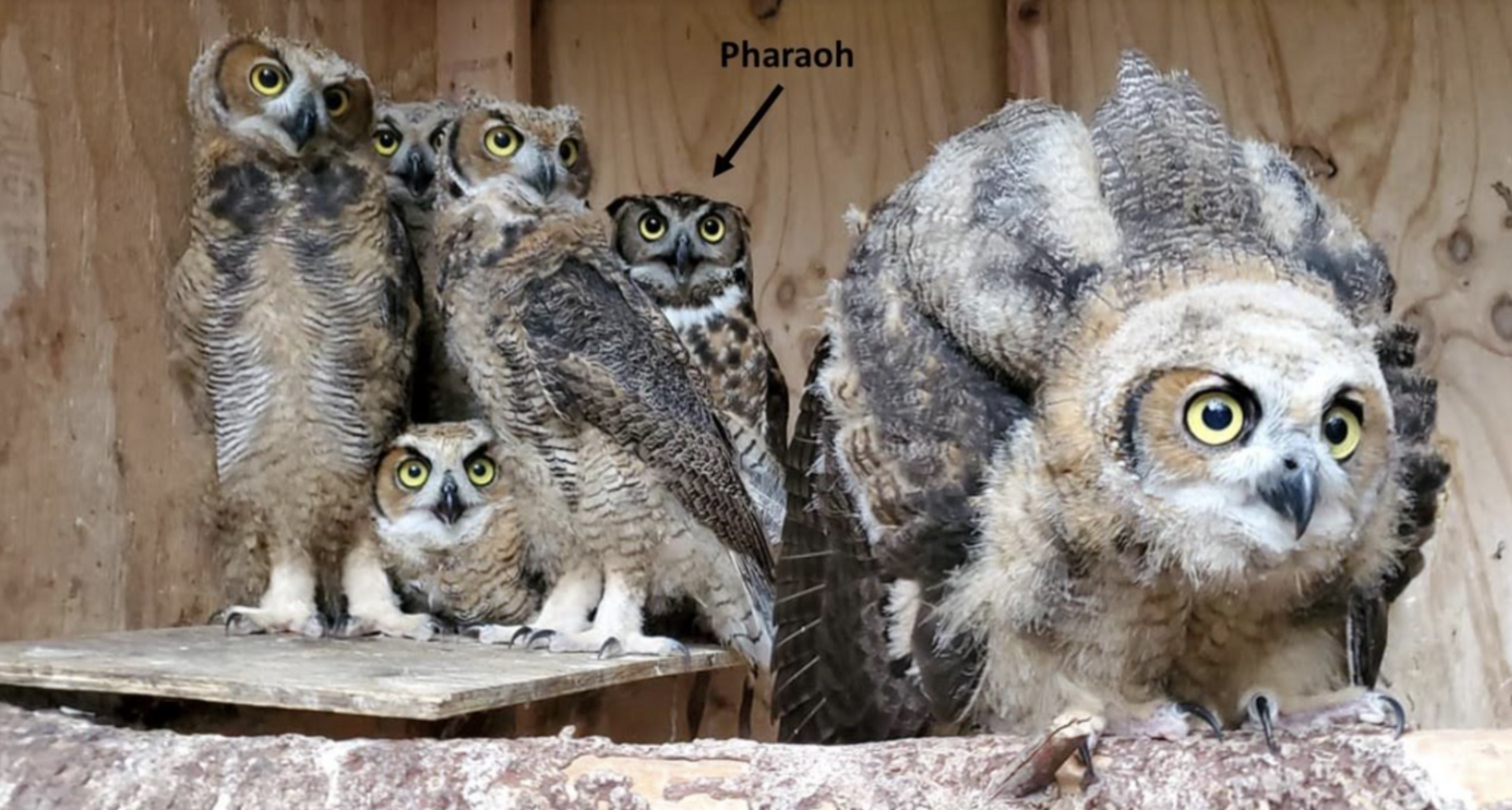 Orphaned Rescue Owl Has Sweetest Reaction To Stuffie Who Looks Just ...