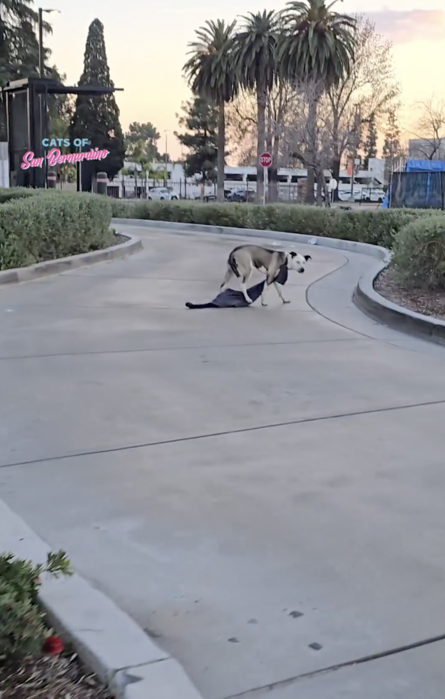 Couple In Drive-Thru Spots Lost Dog With Something Dangling From Her ...