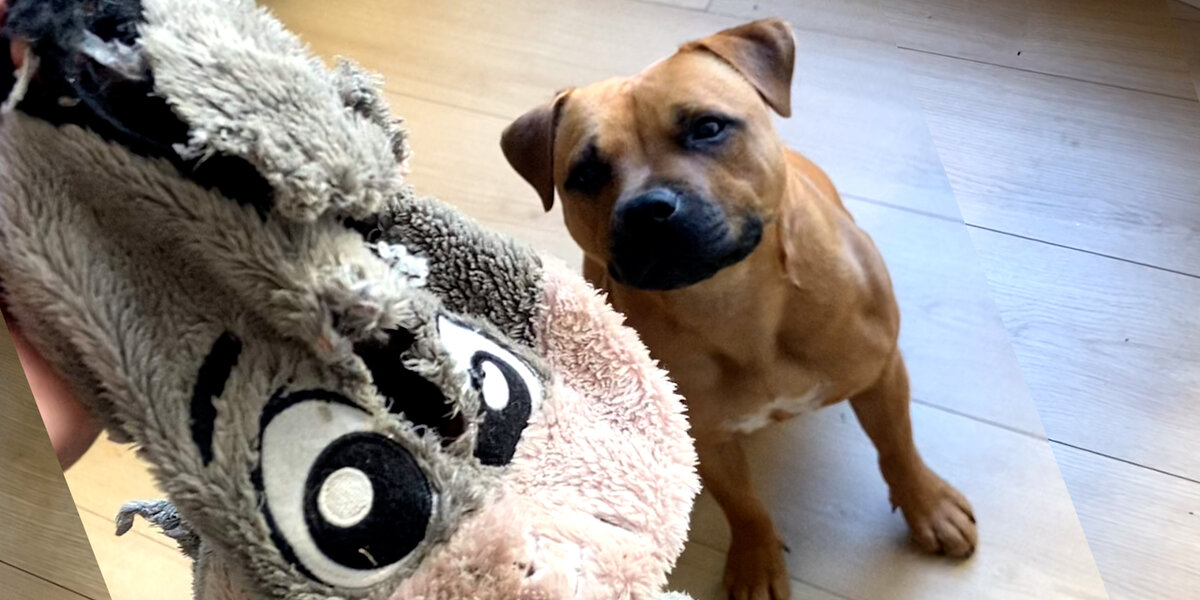 Dog Is Obsessed With His Stuffie - Videos - The Dodo