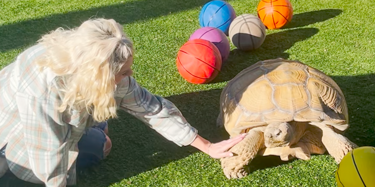 Grumpy Tortoise Finds A New Obsession - Videos - The Dodo
