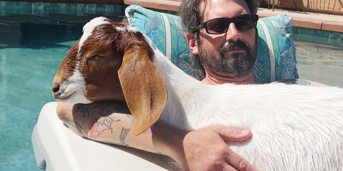Blind Baby Goat Follows Dad's Voice Everywhere - Videos - The Dodo