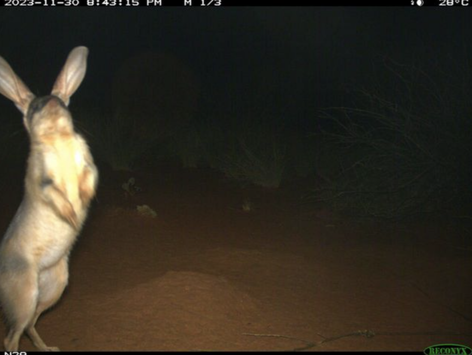 Researchers Are Delighted To See Australian 'Easter Bunny' On Hidden ...