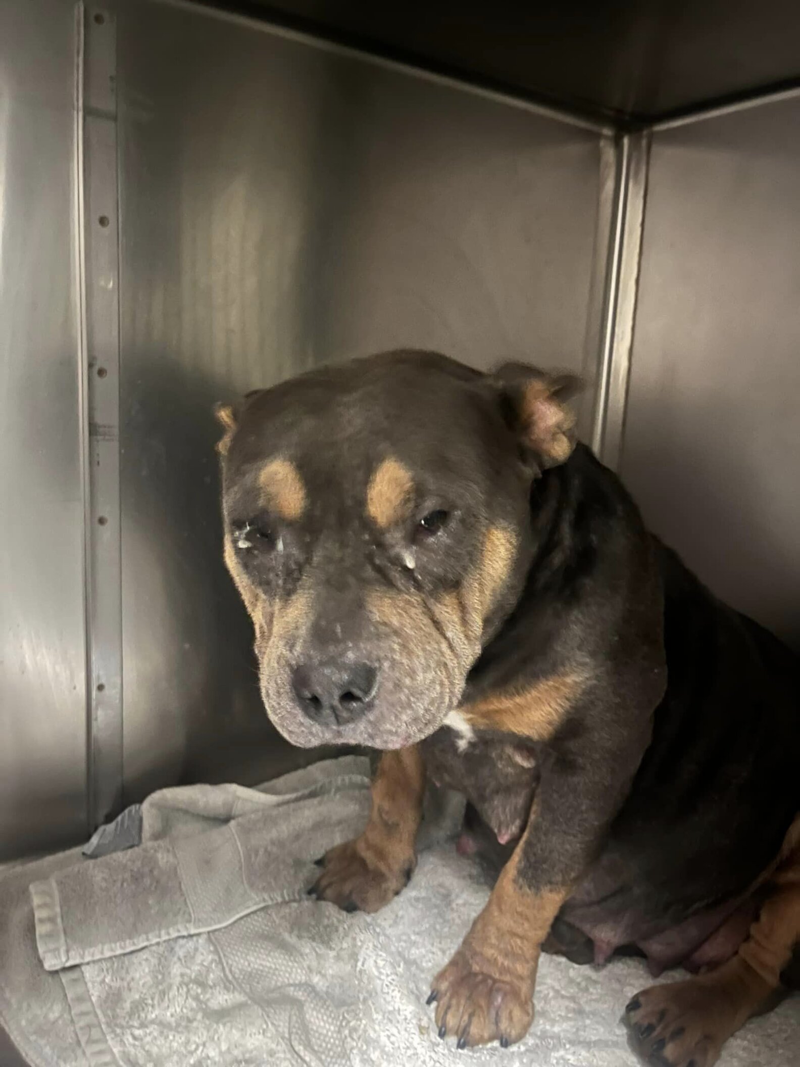 Dog Found Sleeping On Discarded Car Parts Has An Adorable Surprise For ...