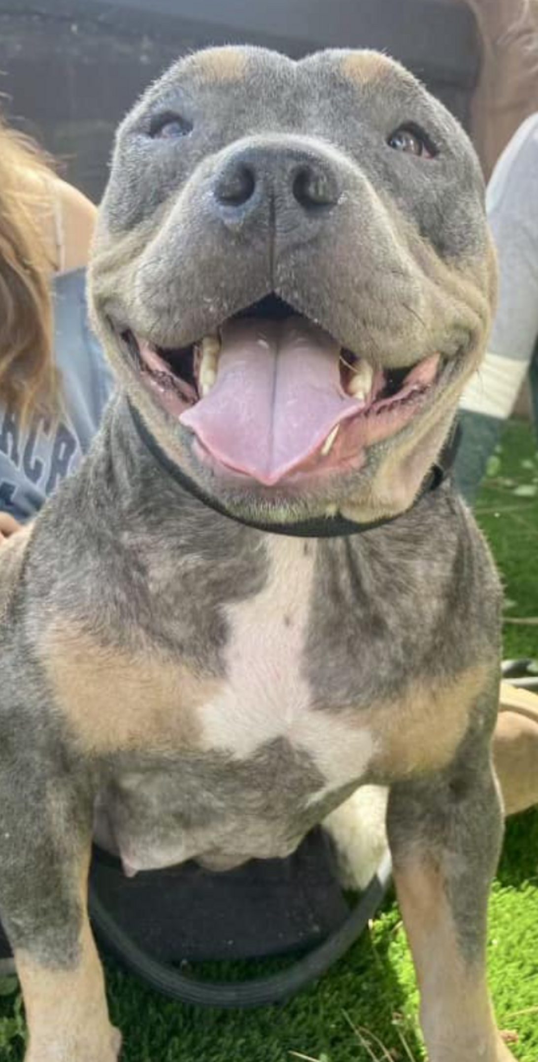 Dog Found Sleeping On Discarded Car Parts Has An Adorable Surprise For ...