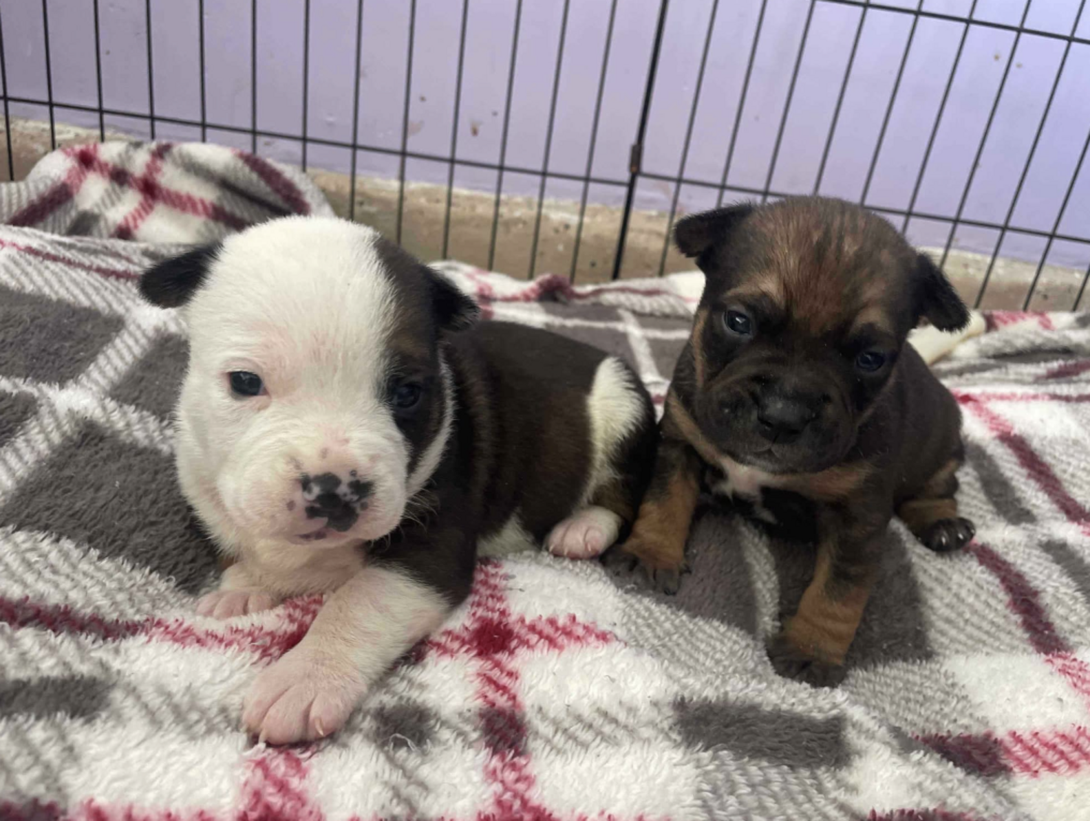 Dog Found Sleeping On Discarded Car Parts Has An Adorable Surprise For ...