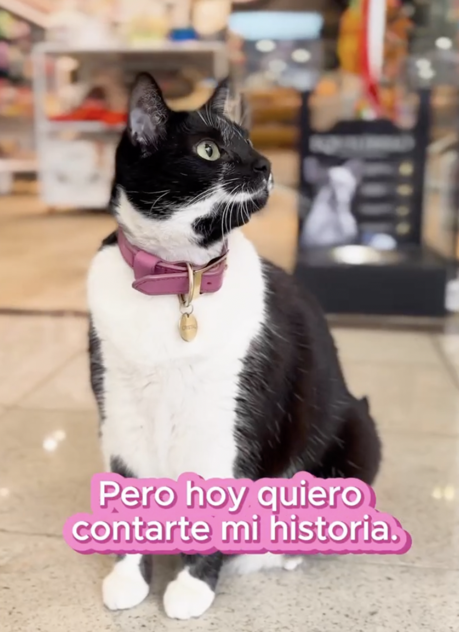 Rescued Cat Walks Into Mall And Decides She Lives There Now - The Dodo