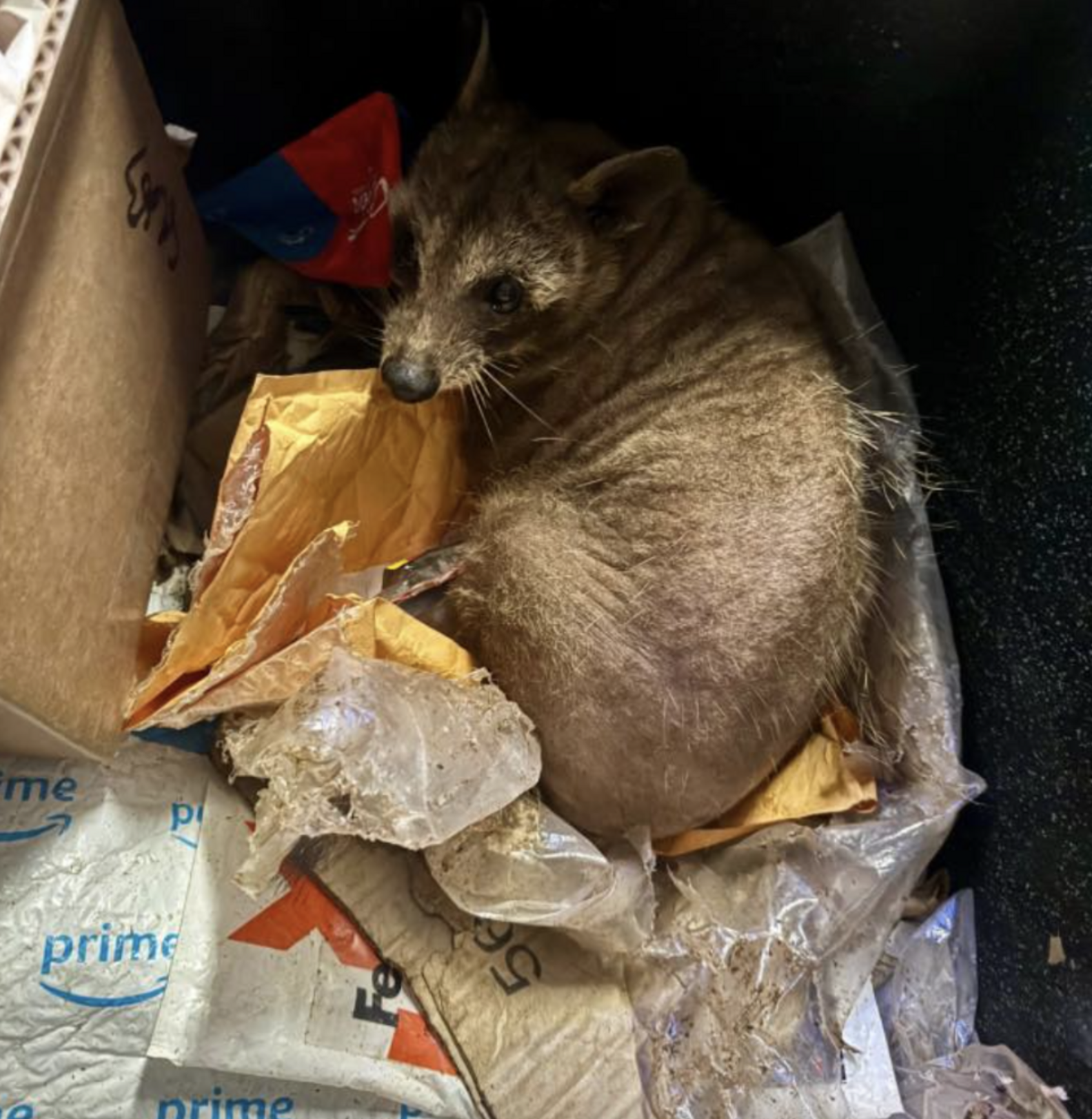 Wild Animal Huddled In Garbage Can Guards Her Secret Buried Below - The ...