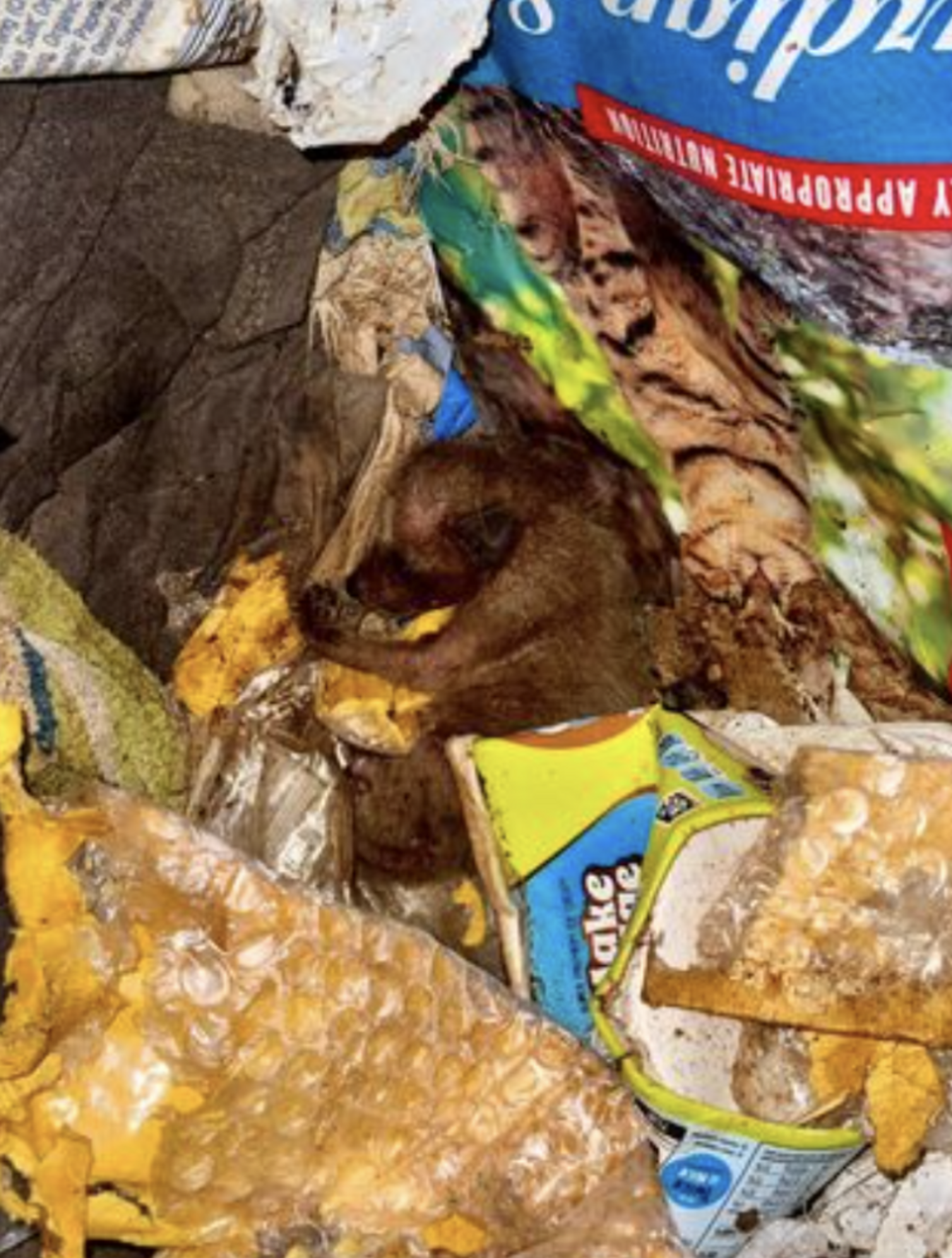 Wild Animal Huddled In Garbage Can Guards Her Secret Buried Below - The ...