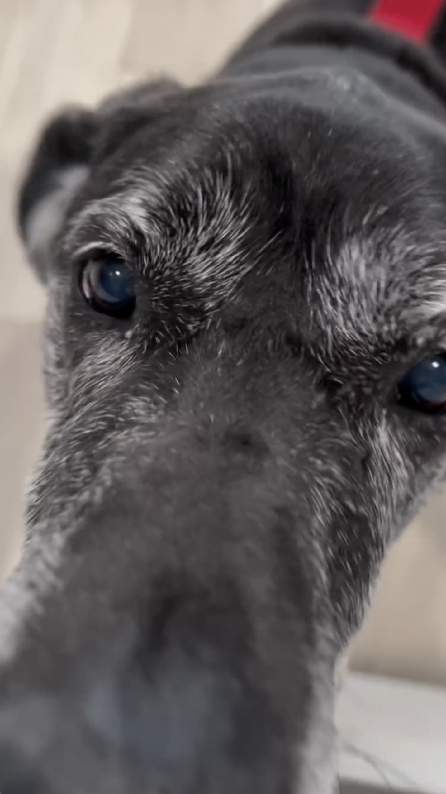 Misunderstood Dog Goes On Shopping Spree After Pet Boutique Closes Just ...