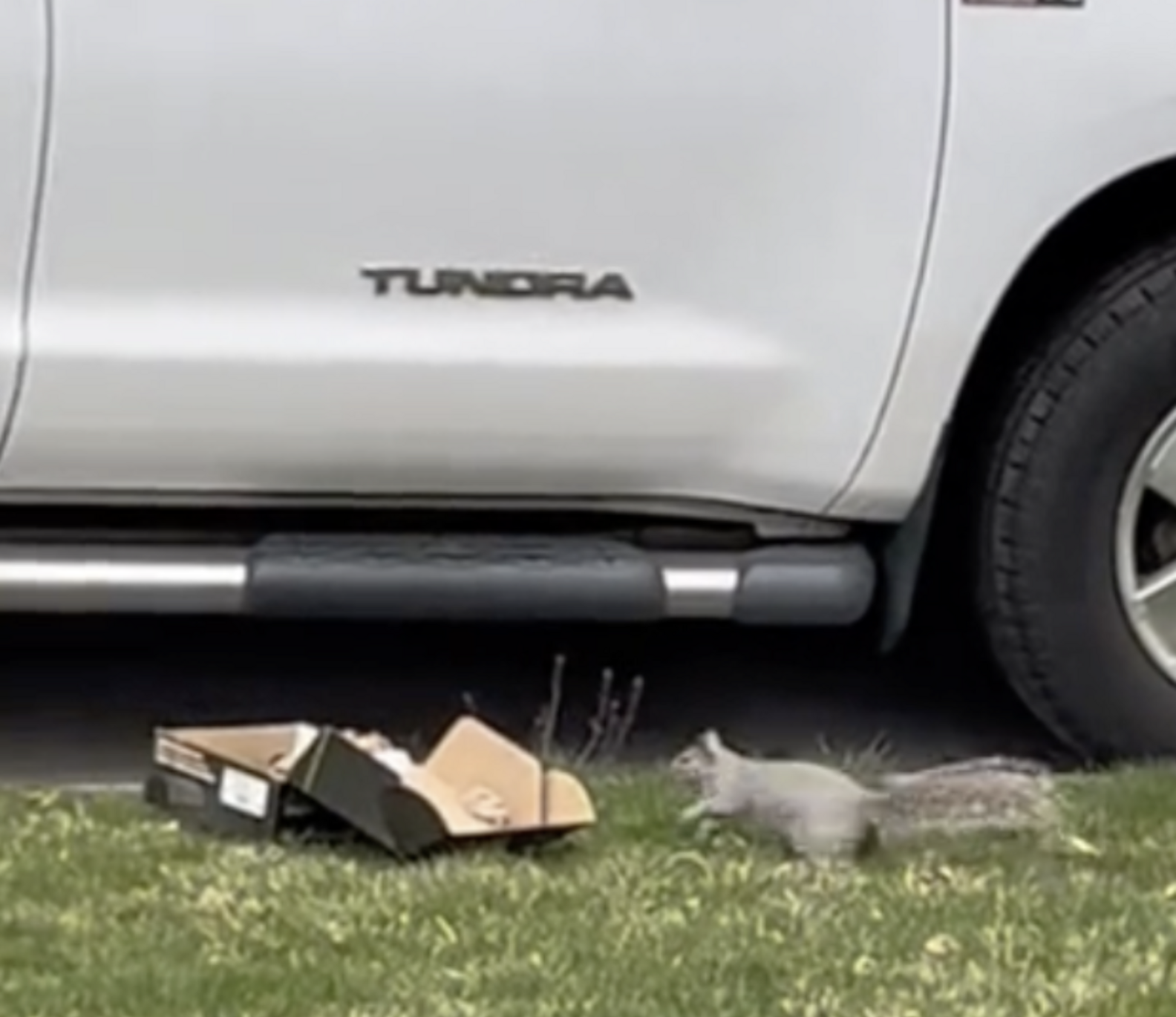 Pile Of Baby Animals Almost Went Unnoticed Inside Car Engine - The Dodo