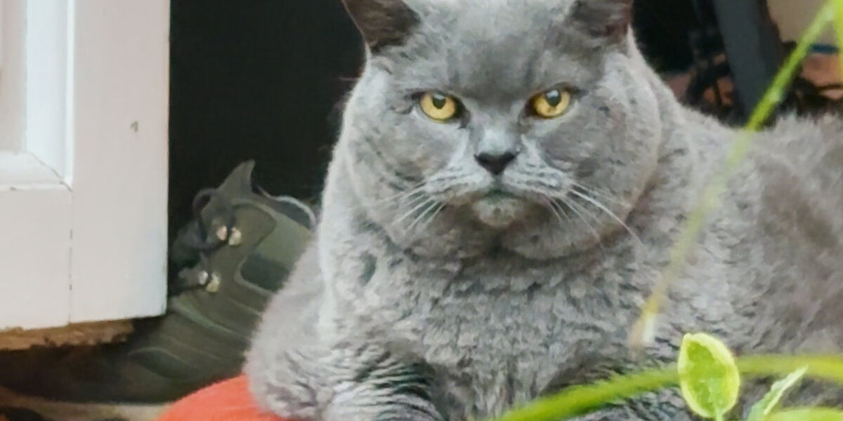 Chonky Senior Cat Exercises For The First Time - Videos - The Dodo