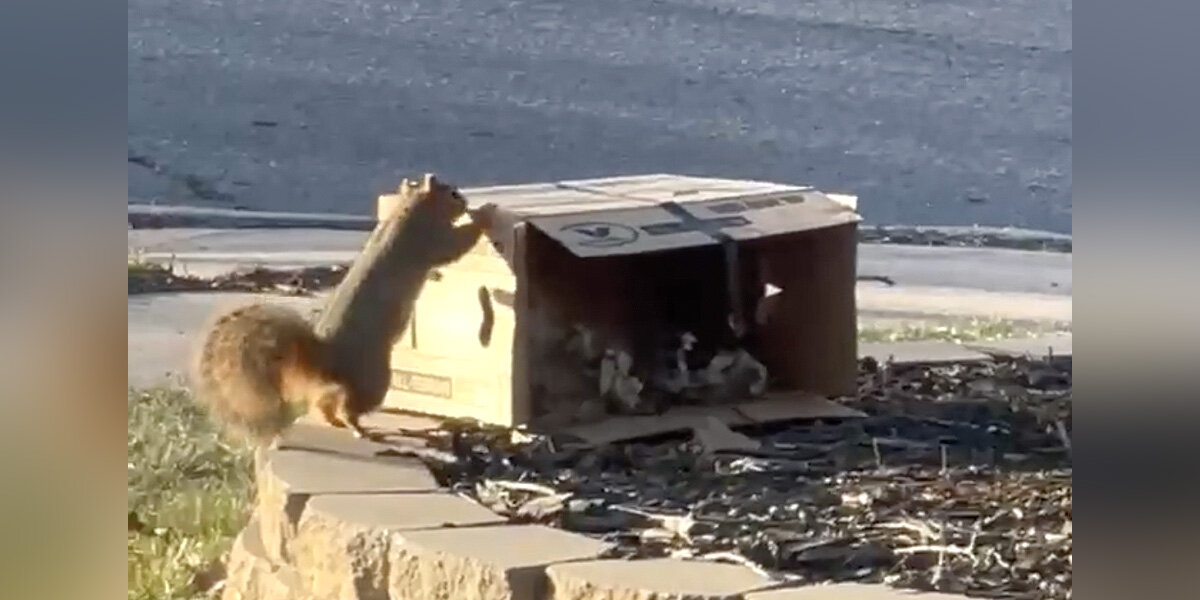 Squirrel Finds A Cardboard Box — And What's Inside It Heals Her Heart ...