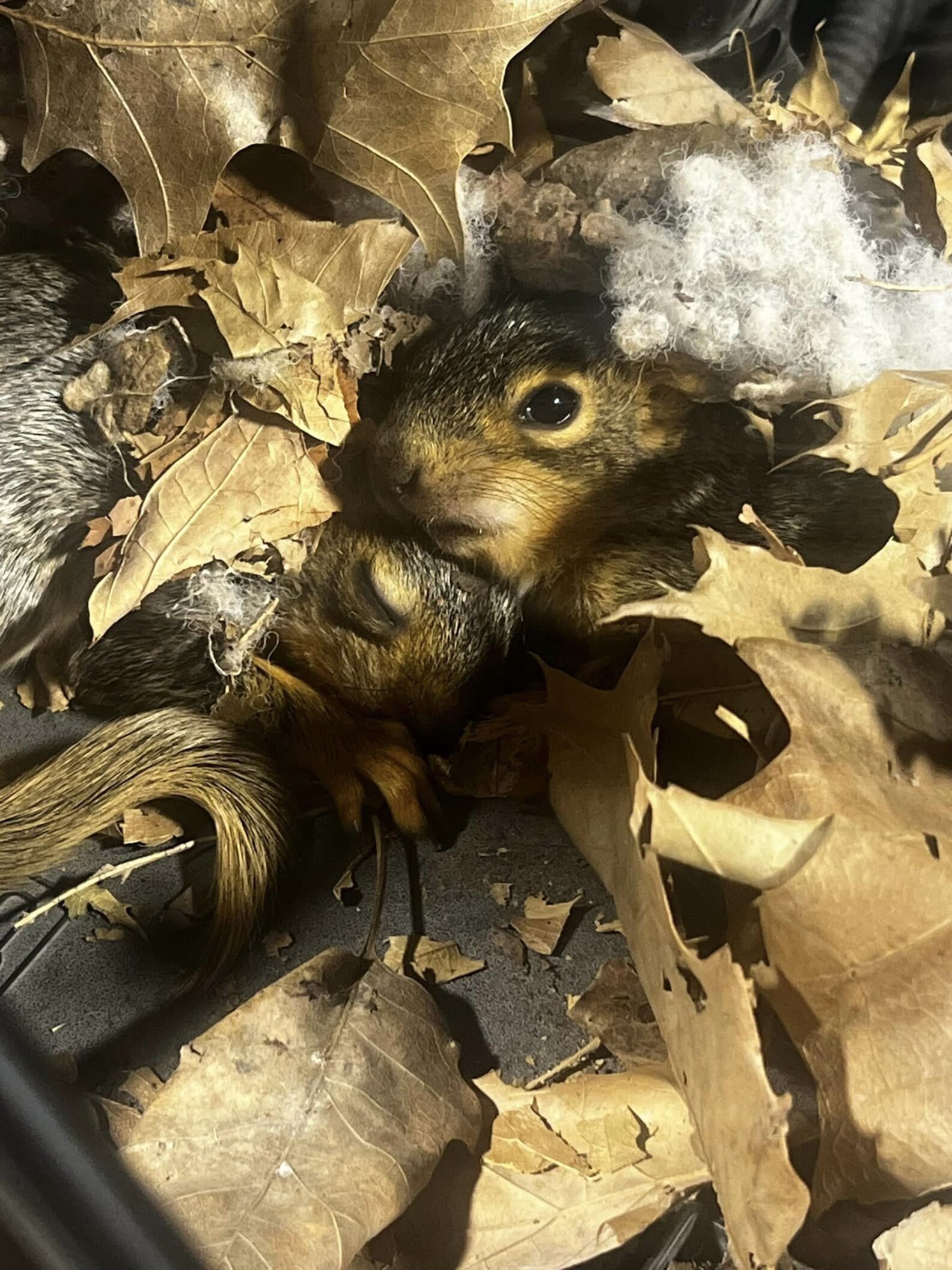 Squirrel Finds A Cardboard Box — And What's Inside It Heals Her Heart ...