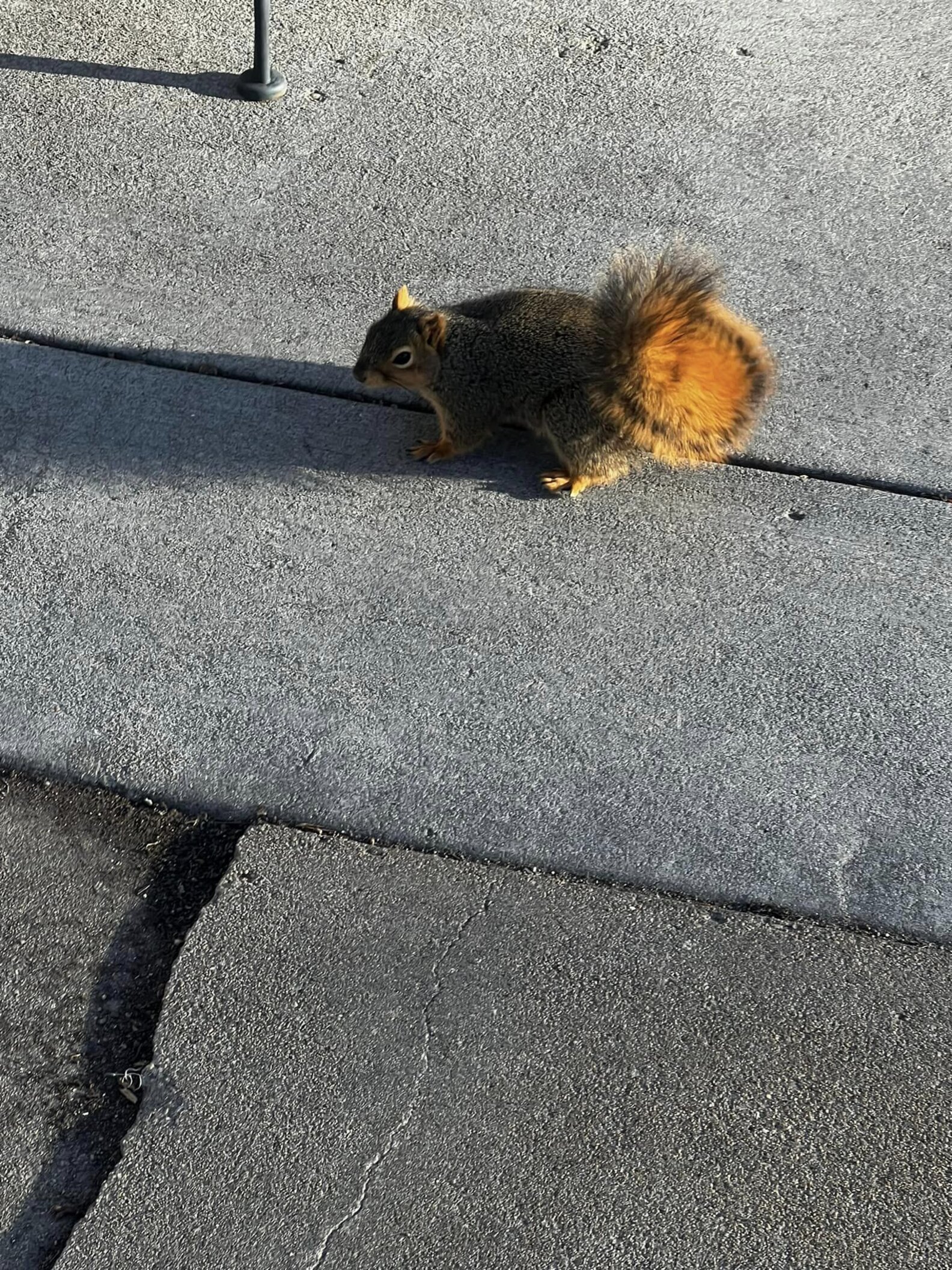 Squirrel Finds A Cardboard Box — And What's Inside It Heals Her Heart ...