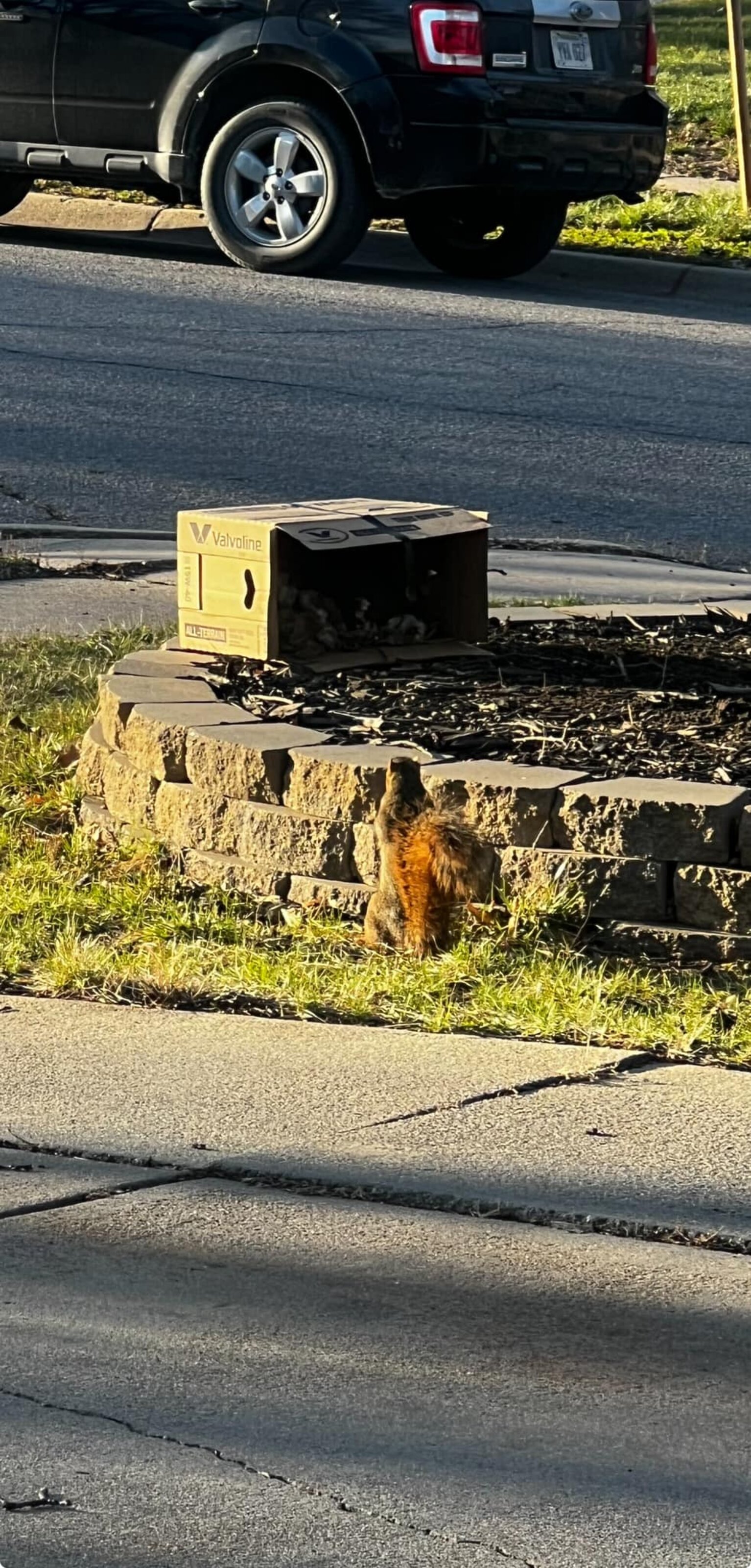 Squirrel Finds A Cardboard Box — And What's Inside It Heals Her Heart ...