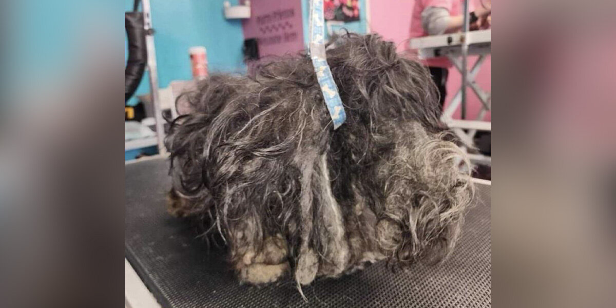 Dog Is Completely Transformed After Groomers Give Her An Emergency ...