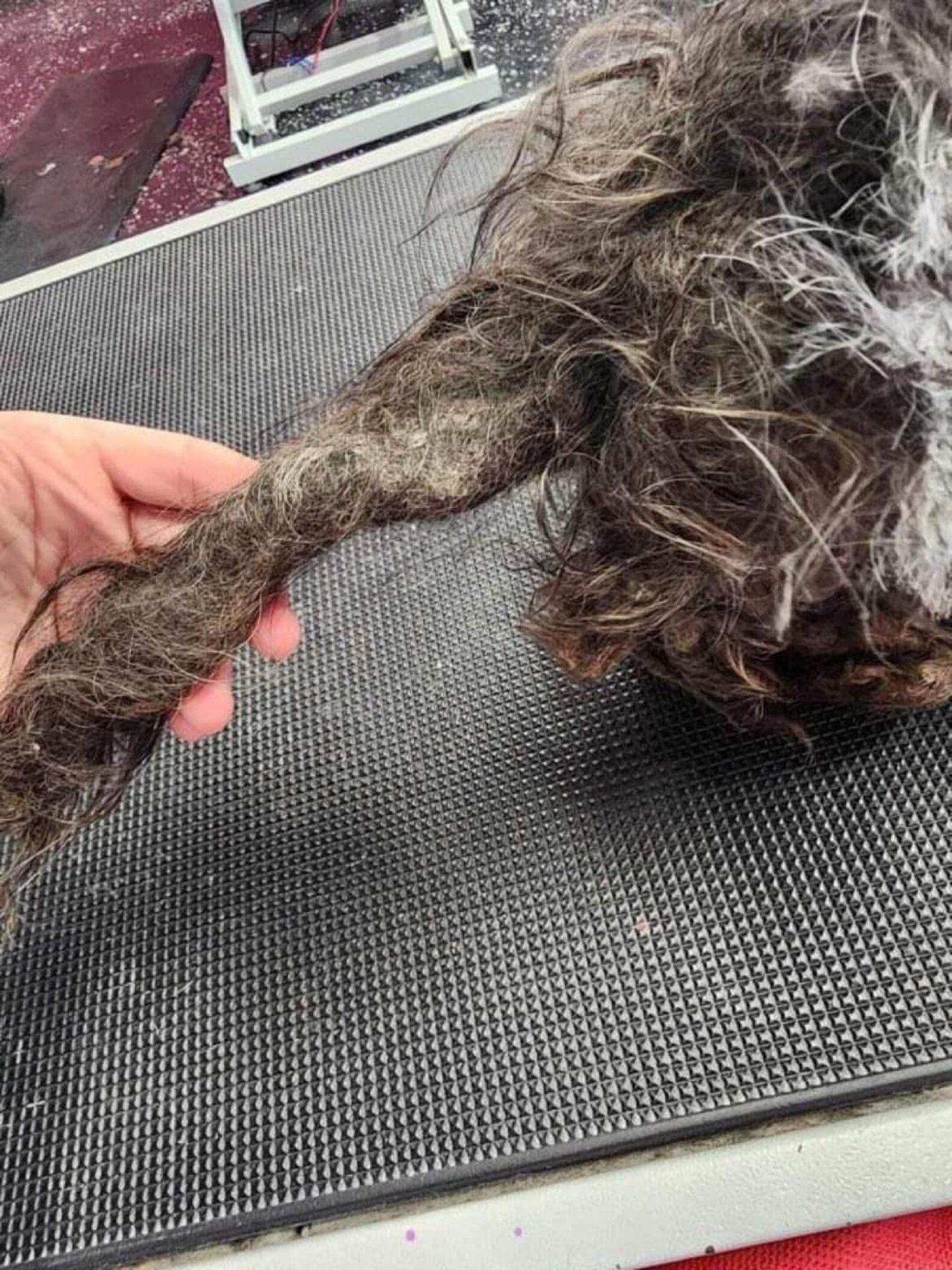 Dog Is Completely Transformed After Groomers Give Her An Emergency ...
