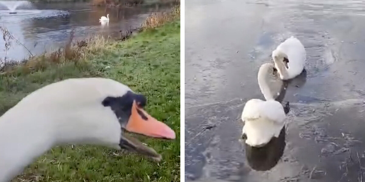 Rescued Swan Squawks With Joy As She Reunites With The Love Of Her Life ...