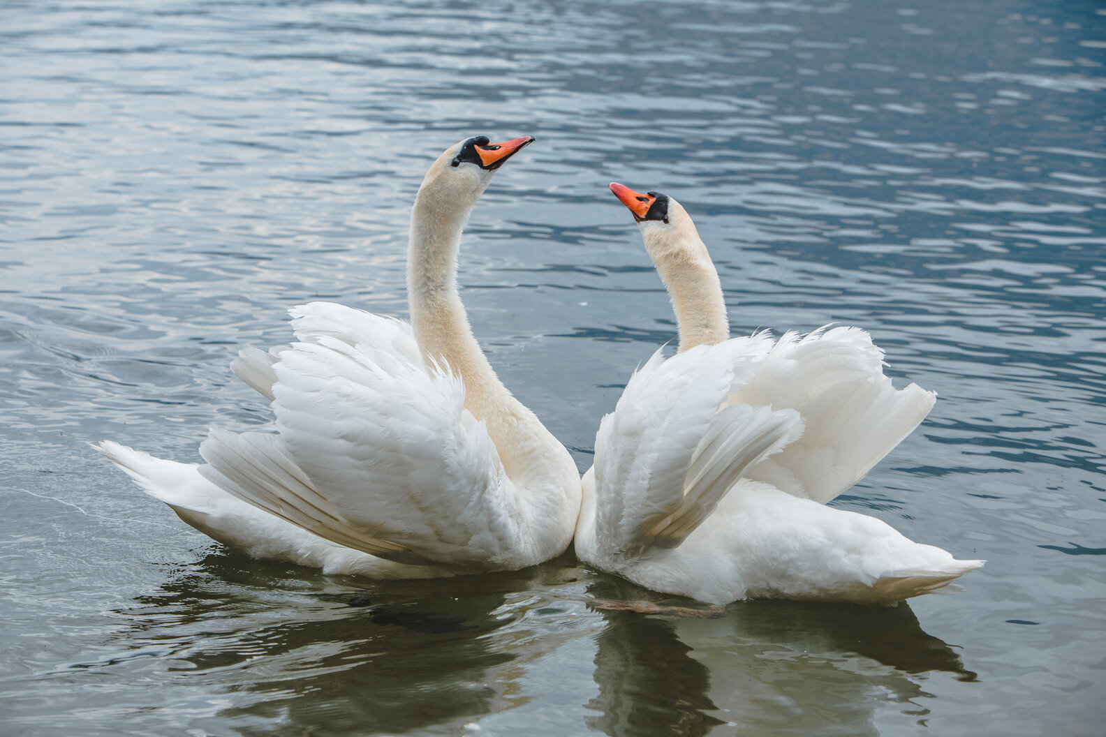 Rescued Swan Squawks With Joy As She Reunites With The Love Of Her Life ...