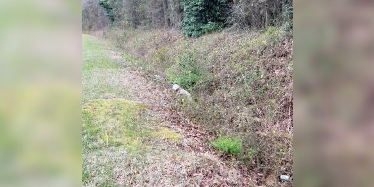 Driver Sees ‘Trash Bag’ In Ditch And Slams On Breaks When It Moves ...