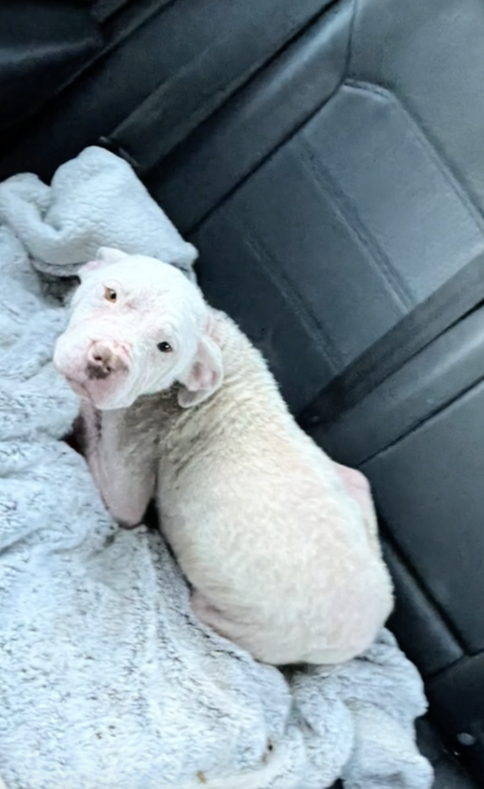 Driver Sees ‘Trash Bag’ In Ditch And Slams On Breaks When It Moves ...