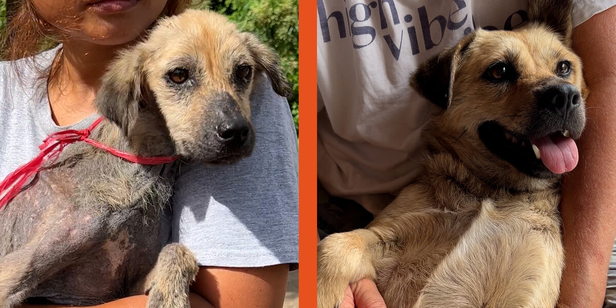 Watch This Dog Become A Fluffy Cuddlebug - Videos - The Dodo