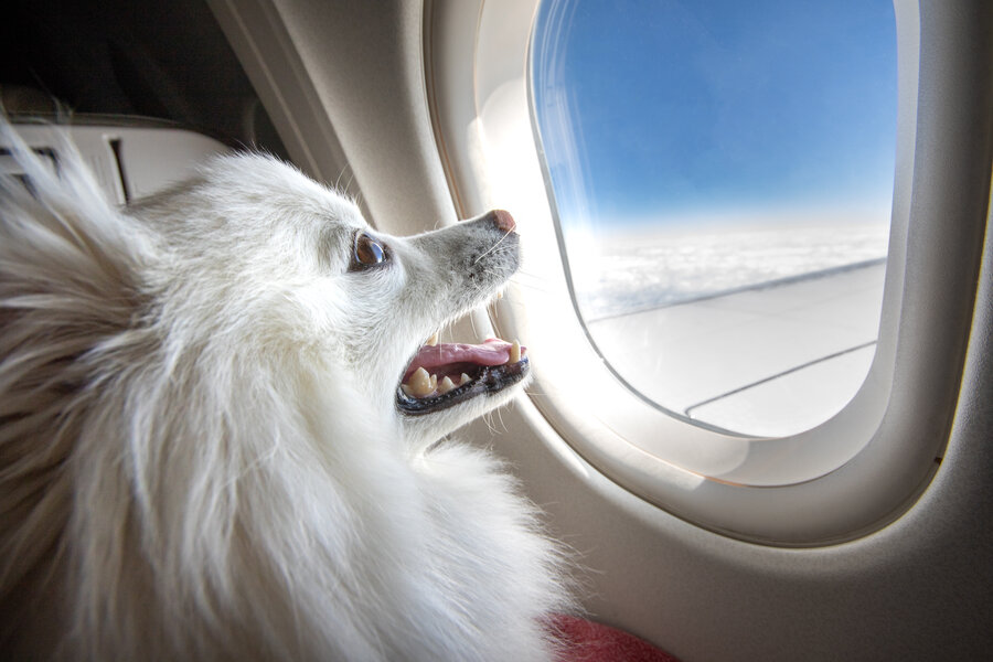 Dog Poops On United Airlines Flight, Causing Plane to Land Early ...