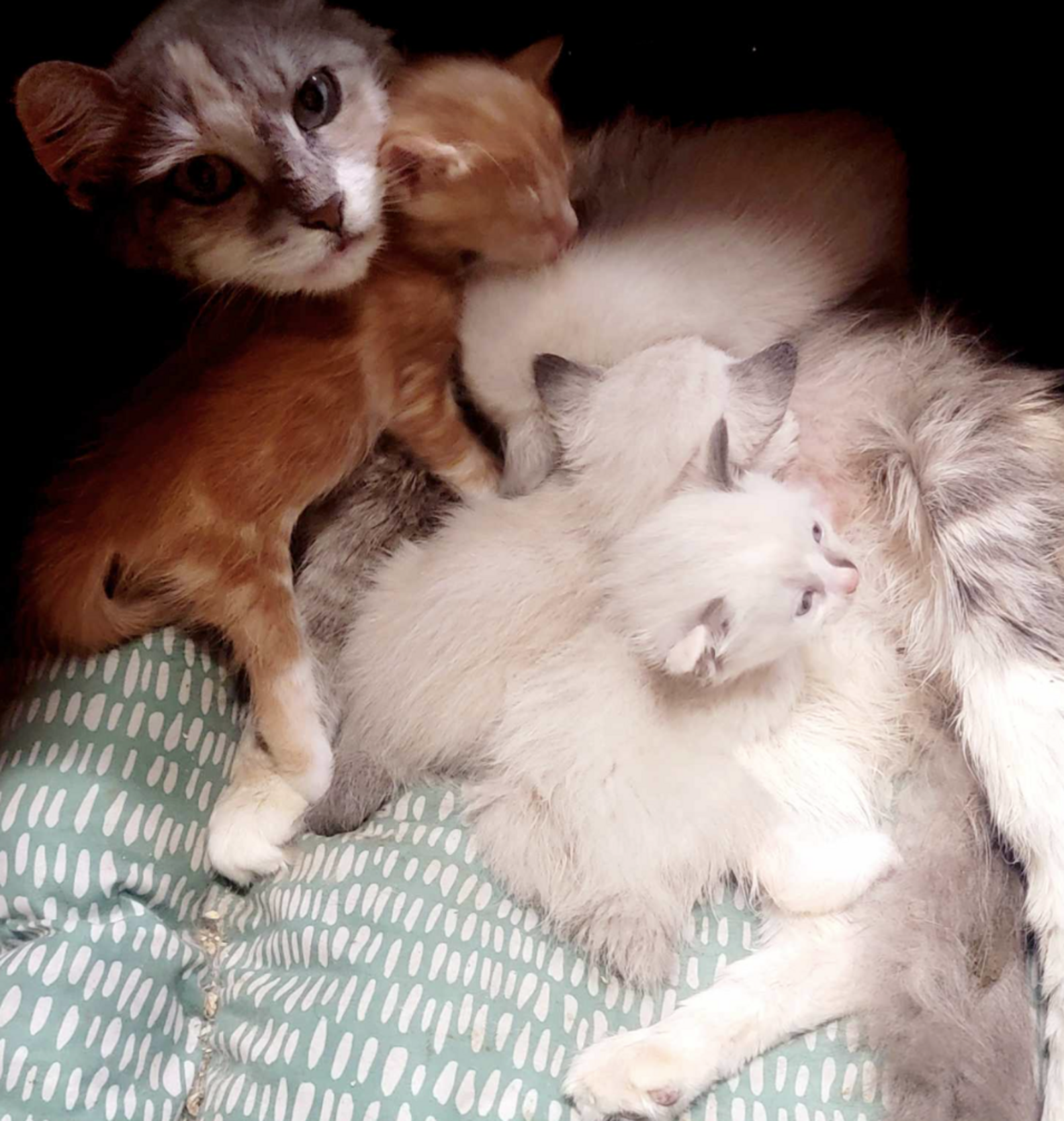 Family Of Fluffy Babies Waits In Dirt Field, Hoping Someone Notices ...