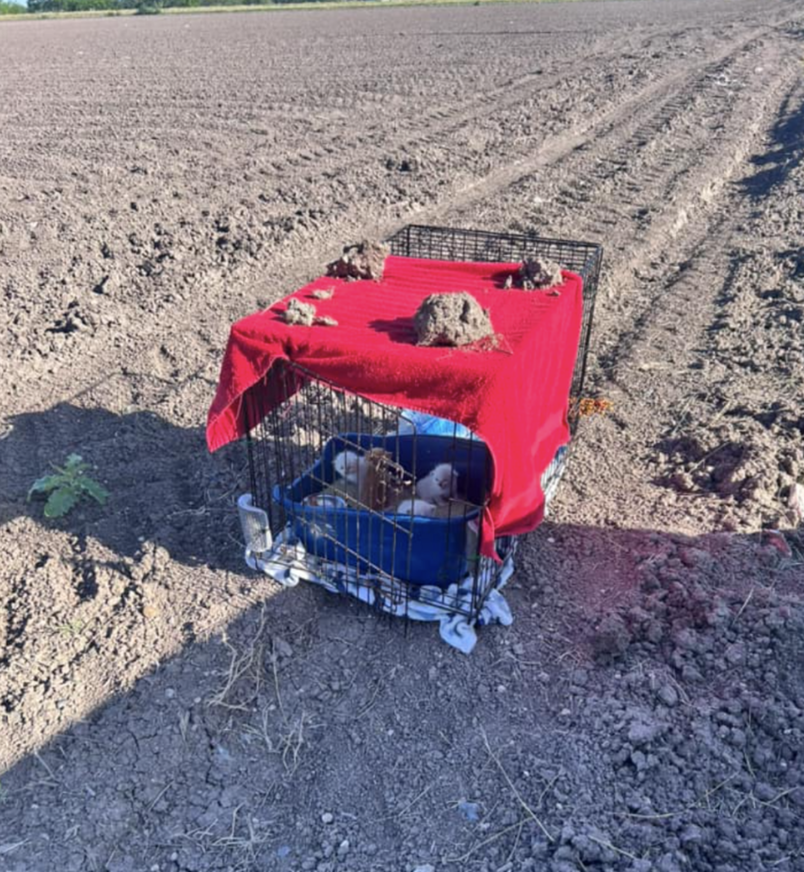 Family Of Fluffy Babies Waits In Dirt Field, Hoping Someone Notices ...