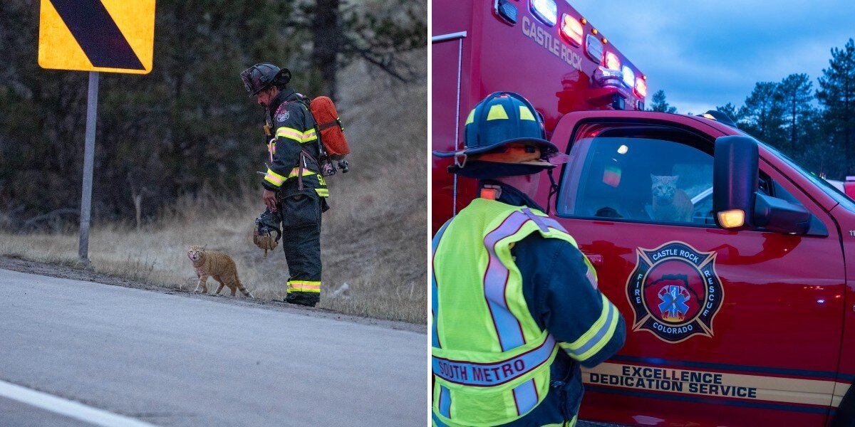Hero Cat Rushes Toward Accident Scene 'Determined To Help' First ...
