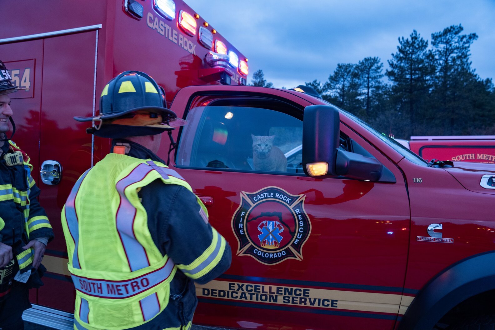 Hero Cat Rushes Toward Accident Scene 'Determined To Help' First ...