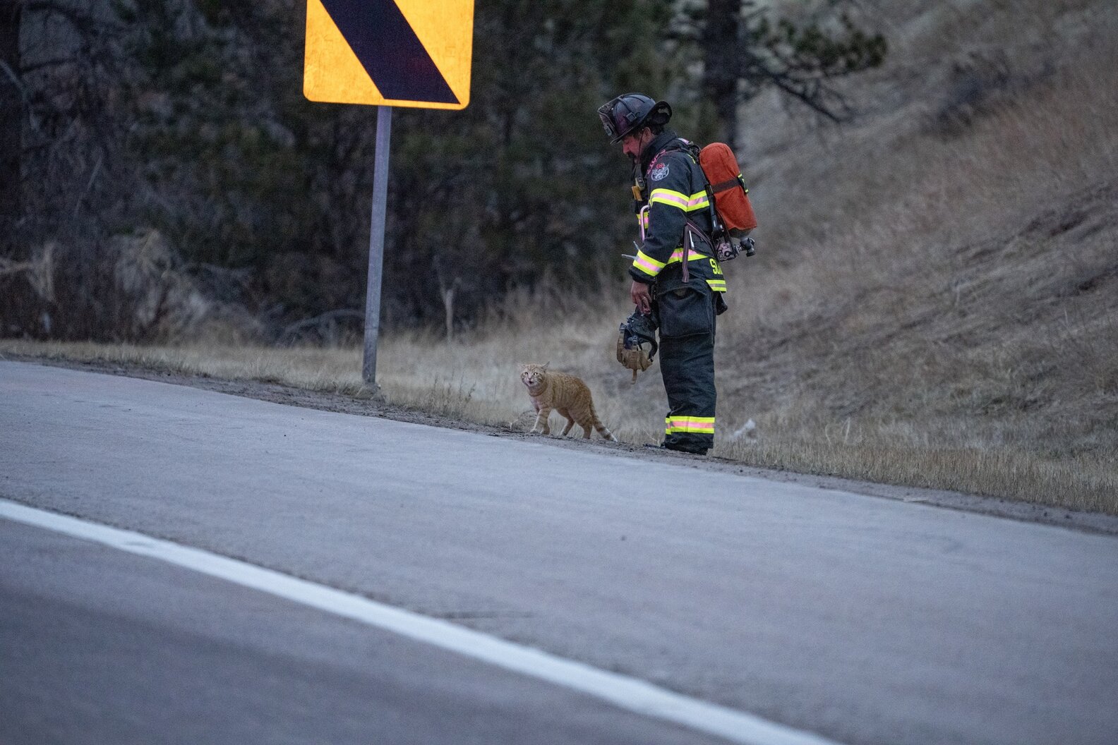 Hero Cat Rushes Toward Accident Scene 'Determined To Help' First ...
