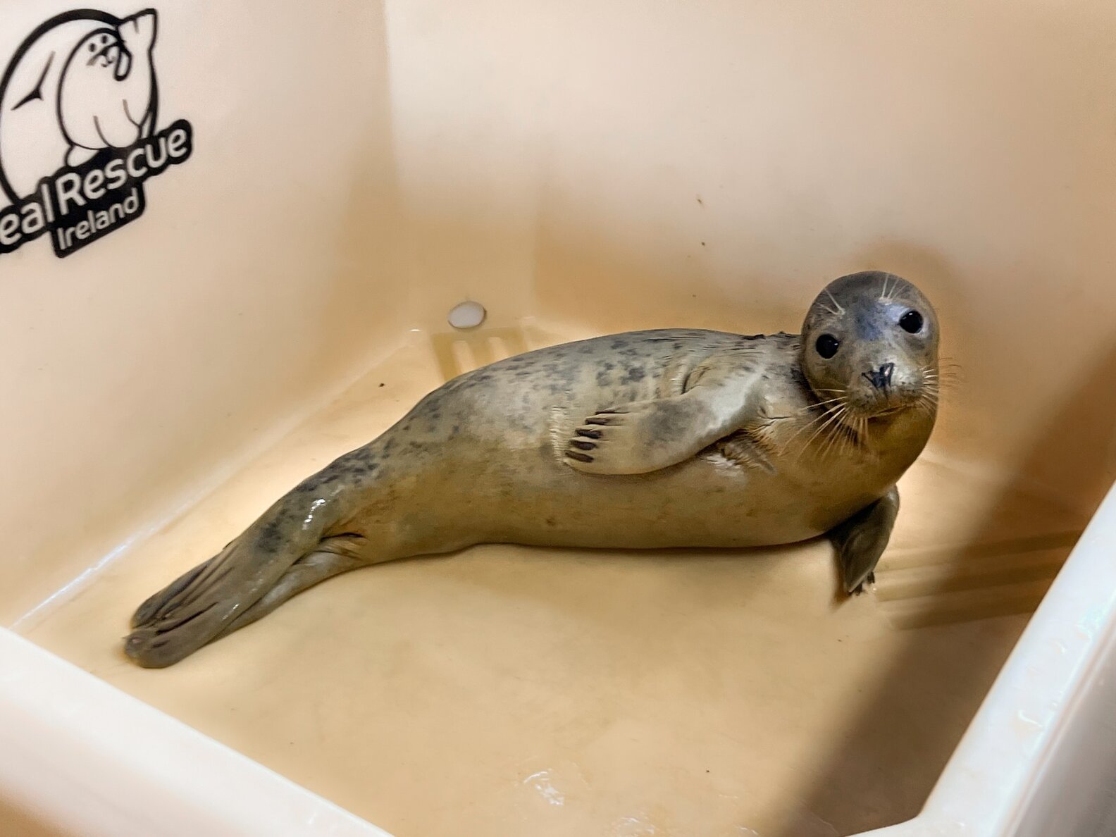 Beachgoers Rush To Save Injured Baby Seal Begging For Help - The Dodo