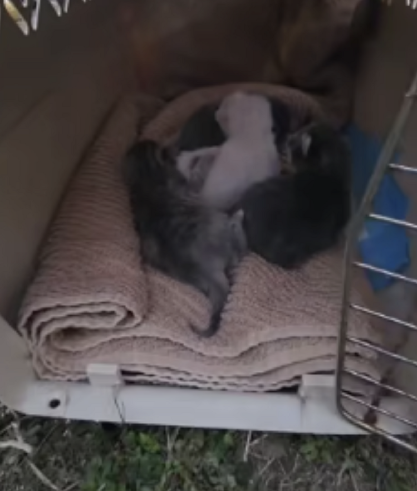 School Worker Opens Trunk And Finds Fluffy Family Living Inside - The Dodo