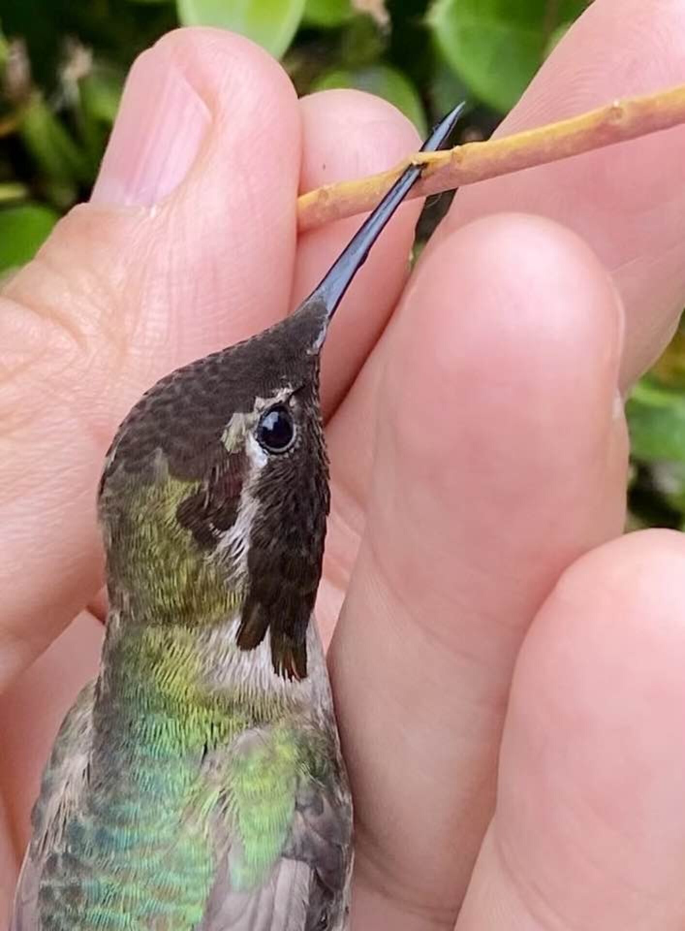 Passerby Helps A Little Hummingbird Out Of A Very Odd Predicament - The ...